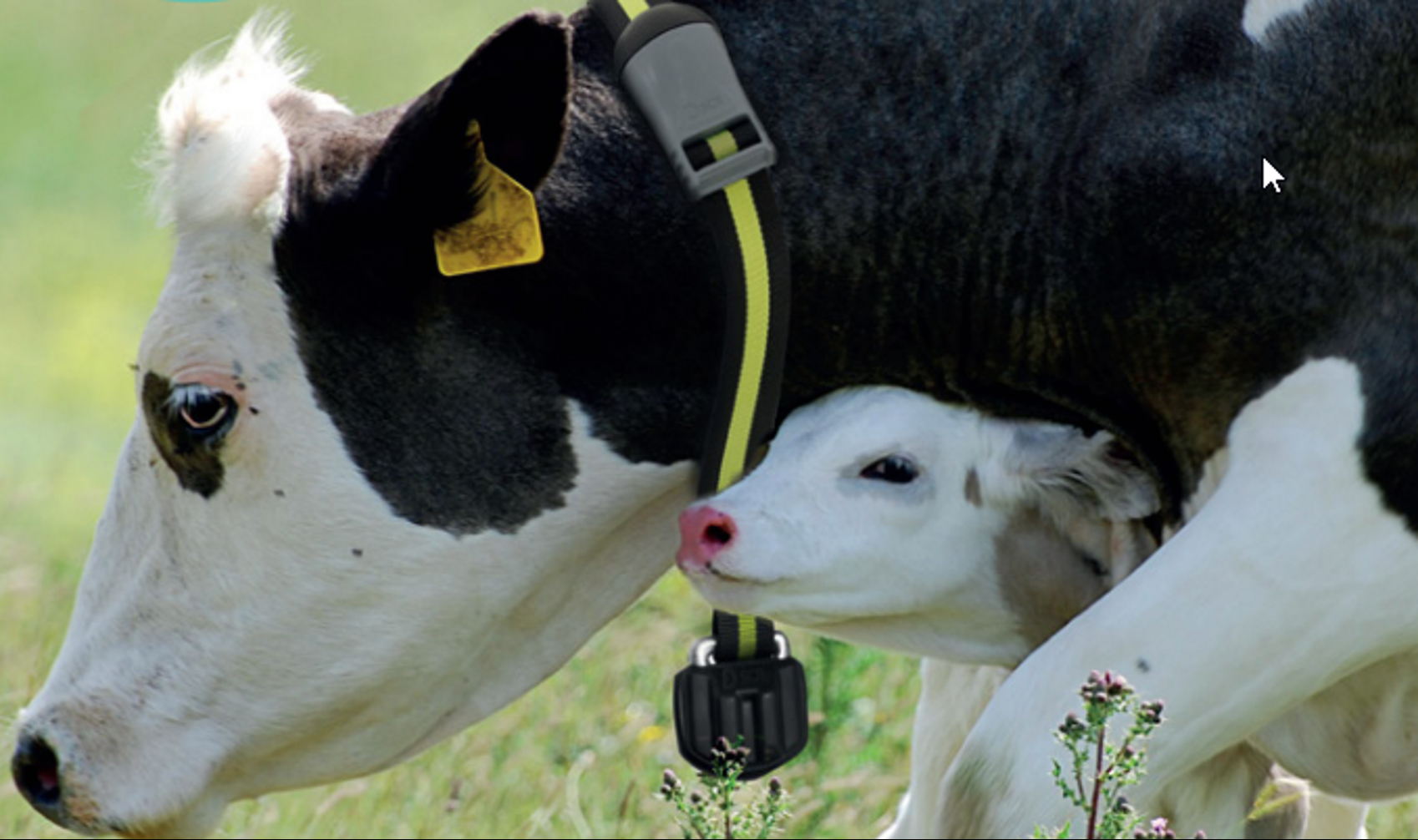 RealWorldNetworking: Connecting Remote RF Readers for Farming IoT ...